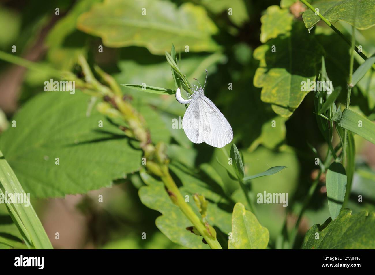 Wood White Butterfly female egg-laying - Leptidea sinapis Stock Photo ...
