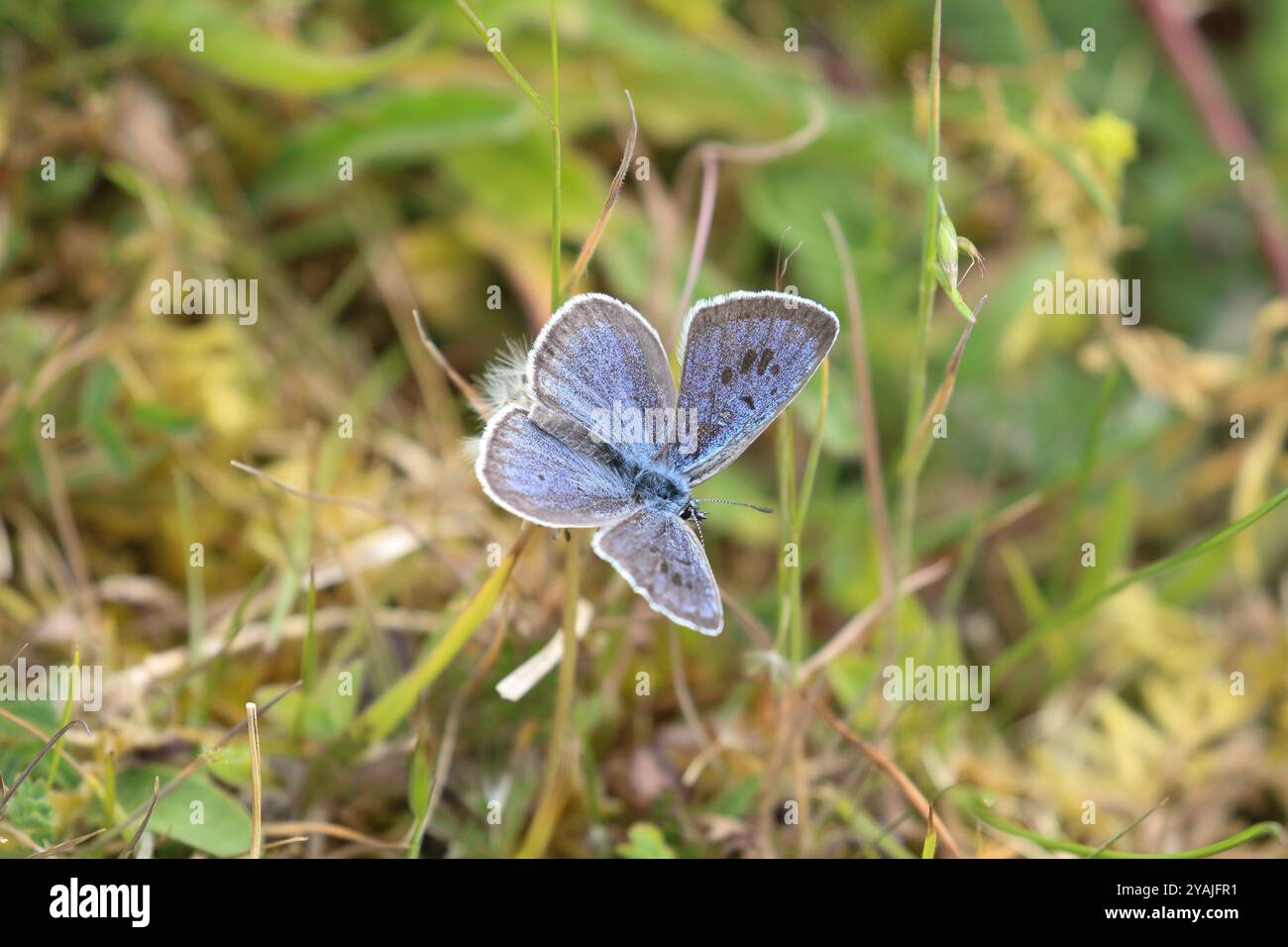 Large Blue Butterfly male resting with open wings - Phengaris arion ...
