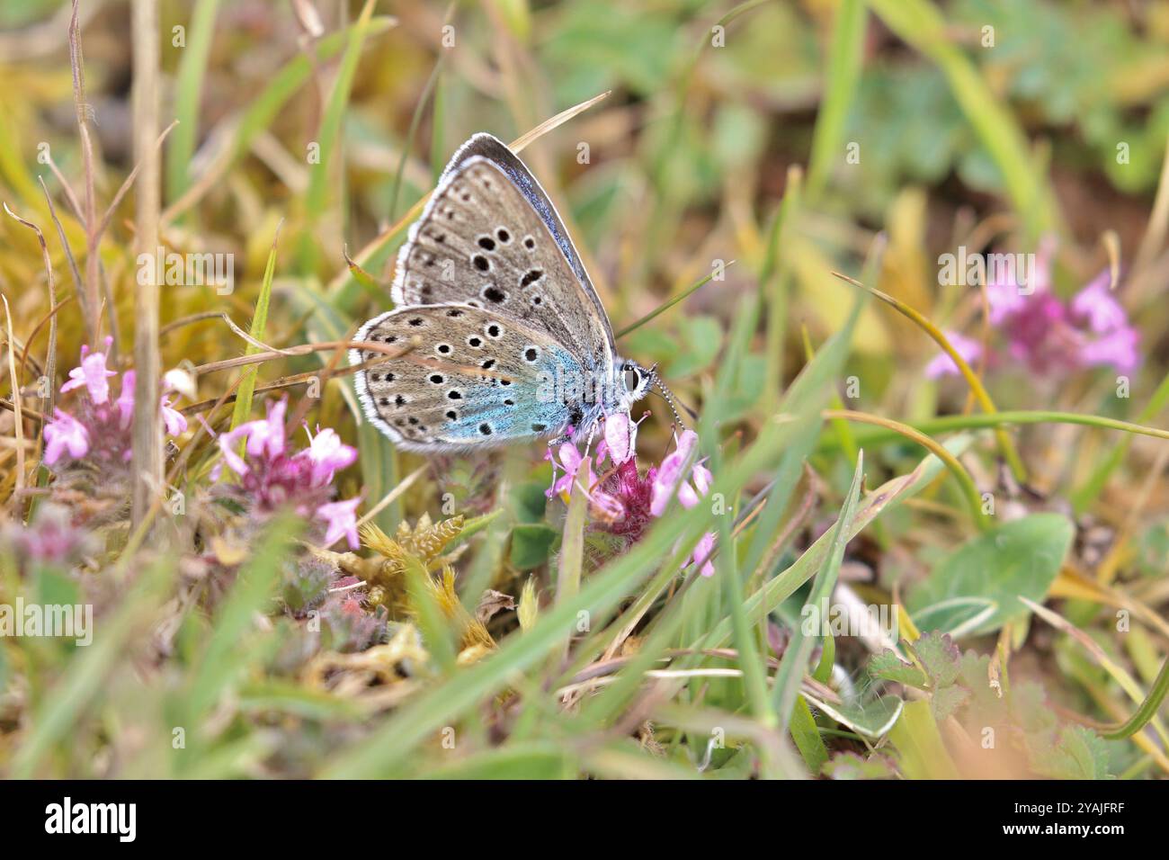 Large Blue Butterfly male - Phengaris arion Stock Photo - Alamy
