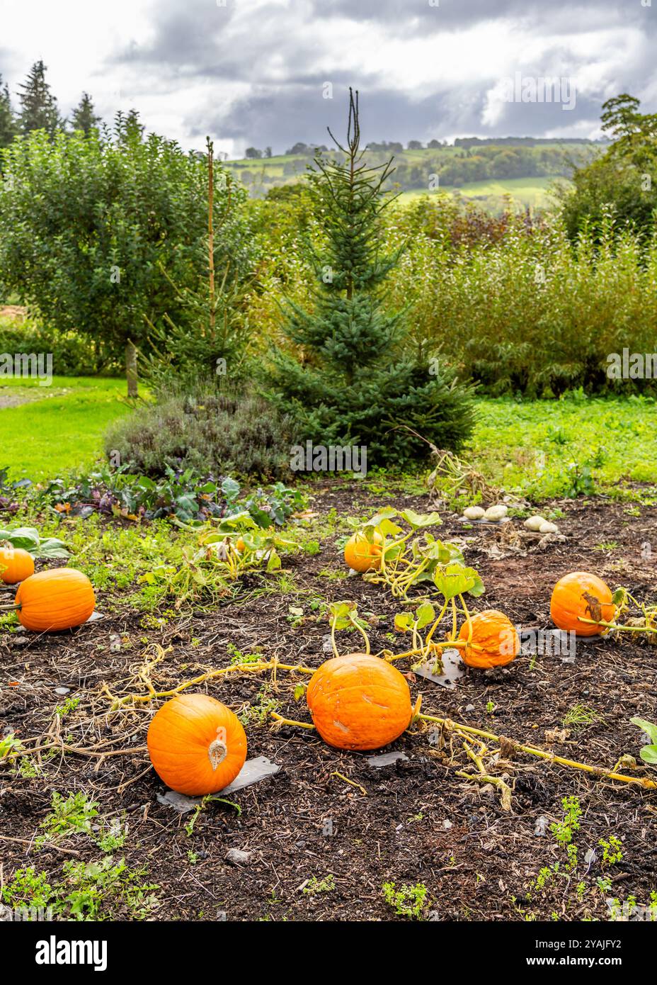 Historic Chirk Castle Grounds & Gardens, Wales UK Stock Photo - Alamy
