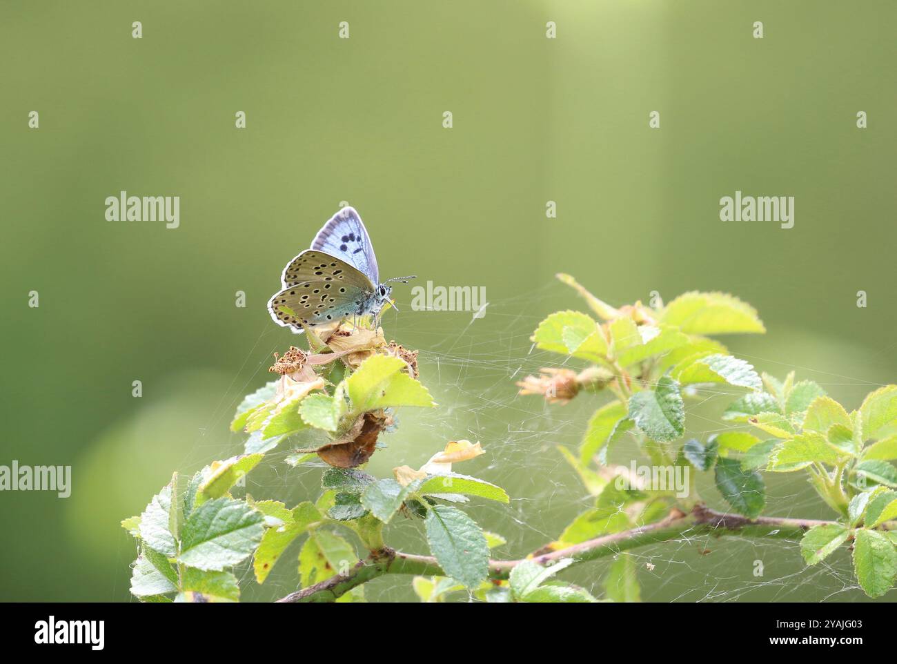 Large Blue Butterfly female - Phengaris arion Stock Photo - Alamy