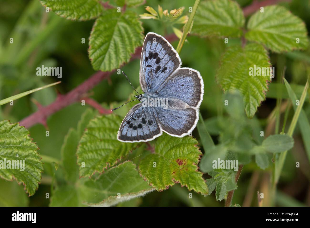 Large Blue Butterfly female - Phengaris arion Stock Photo - Alamy