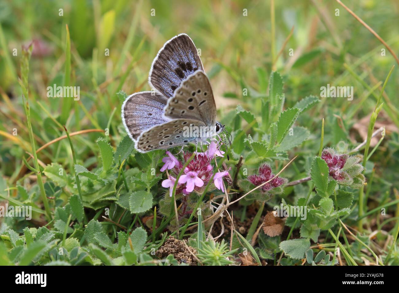 Large Blue Butterfly female - Phengaris arion Stock Photo - Alamy
