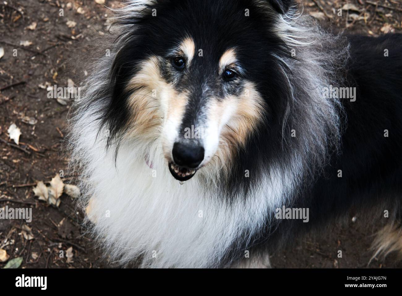 Lassie dog hi-res stock photography and images - Alamy
