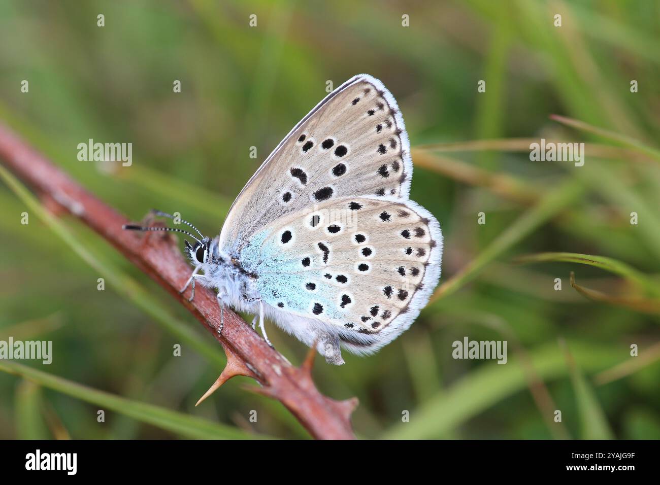 Large Blue Butterfly female on Bramble stem - Phengaris arion Stock ...