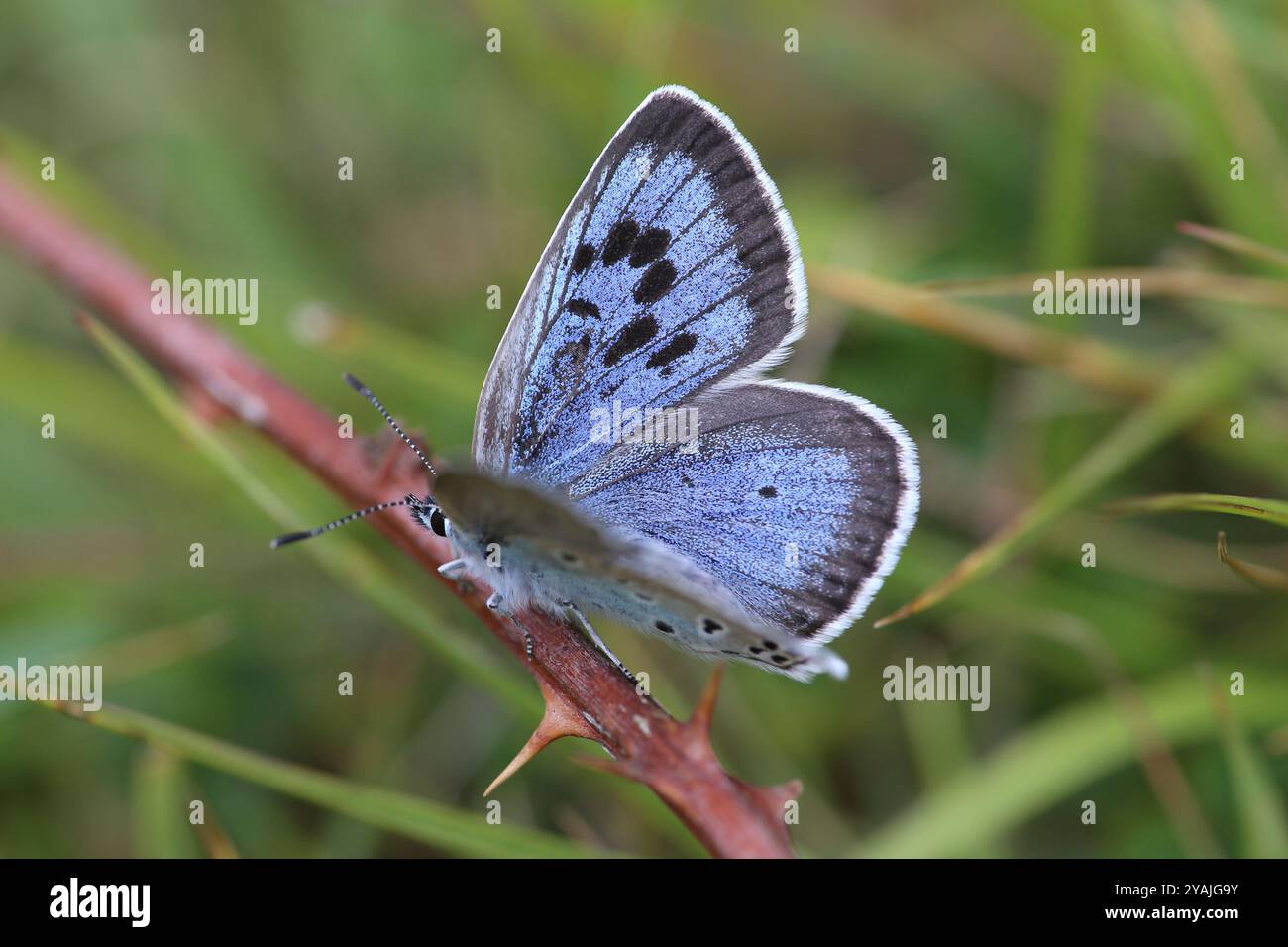 Large Blue Butterfly female on Bramble stem - Phengaris arion Stock ...
