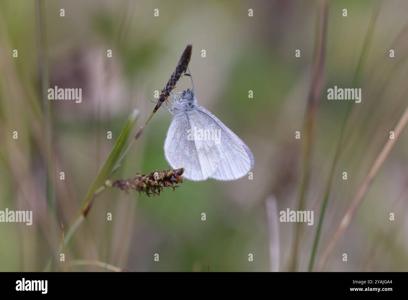 Wood White Butterfly - Leptidea sinapis Stock Photo - Alamy