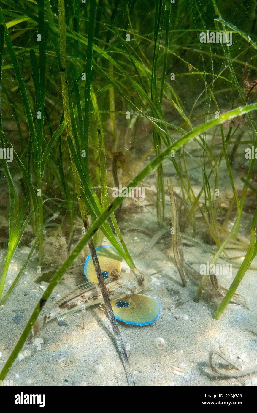 Underwater photography in the English Channel sea in the North Atlantic ...
