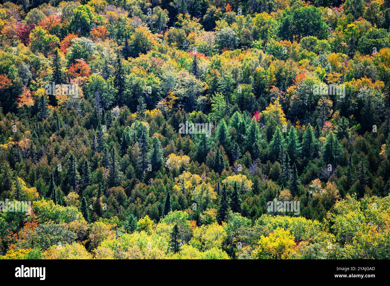 Aerial top view deciduous forest hi-res stock photography and images ...