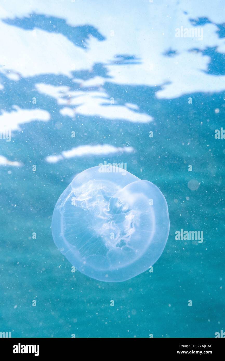 Underwater photography in the English Channel sea in the North Atlantic ...