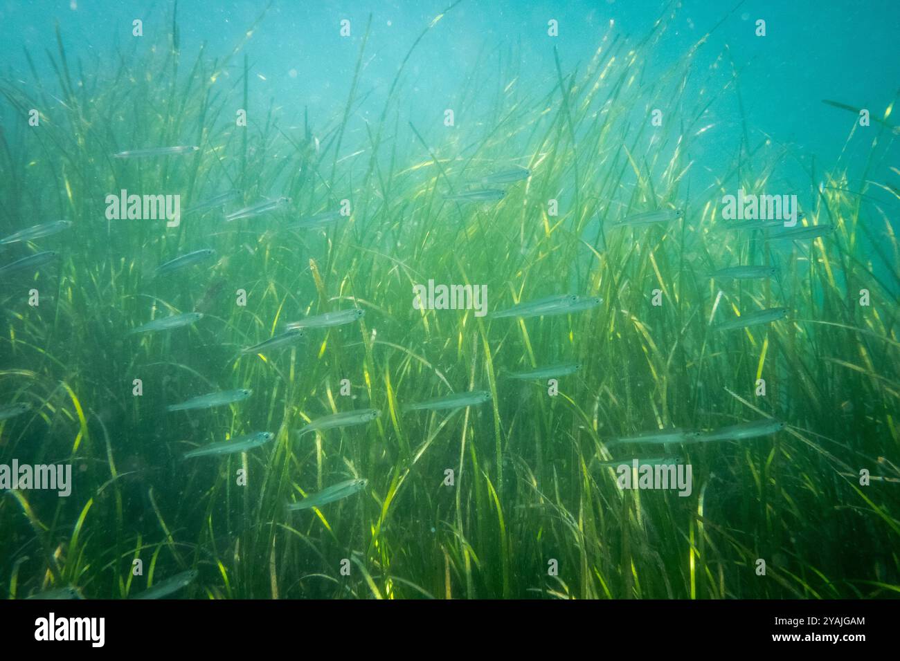 Sardines sardine pilchards fish hi-res stock photography and images - Alamy