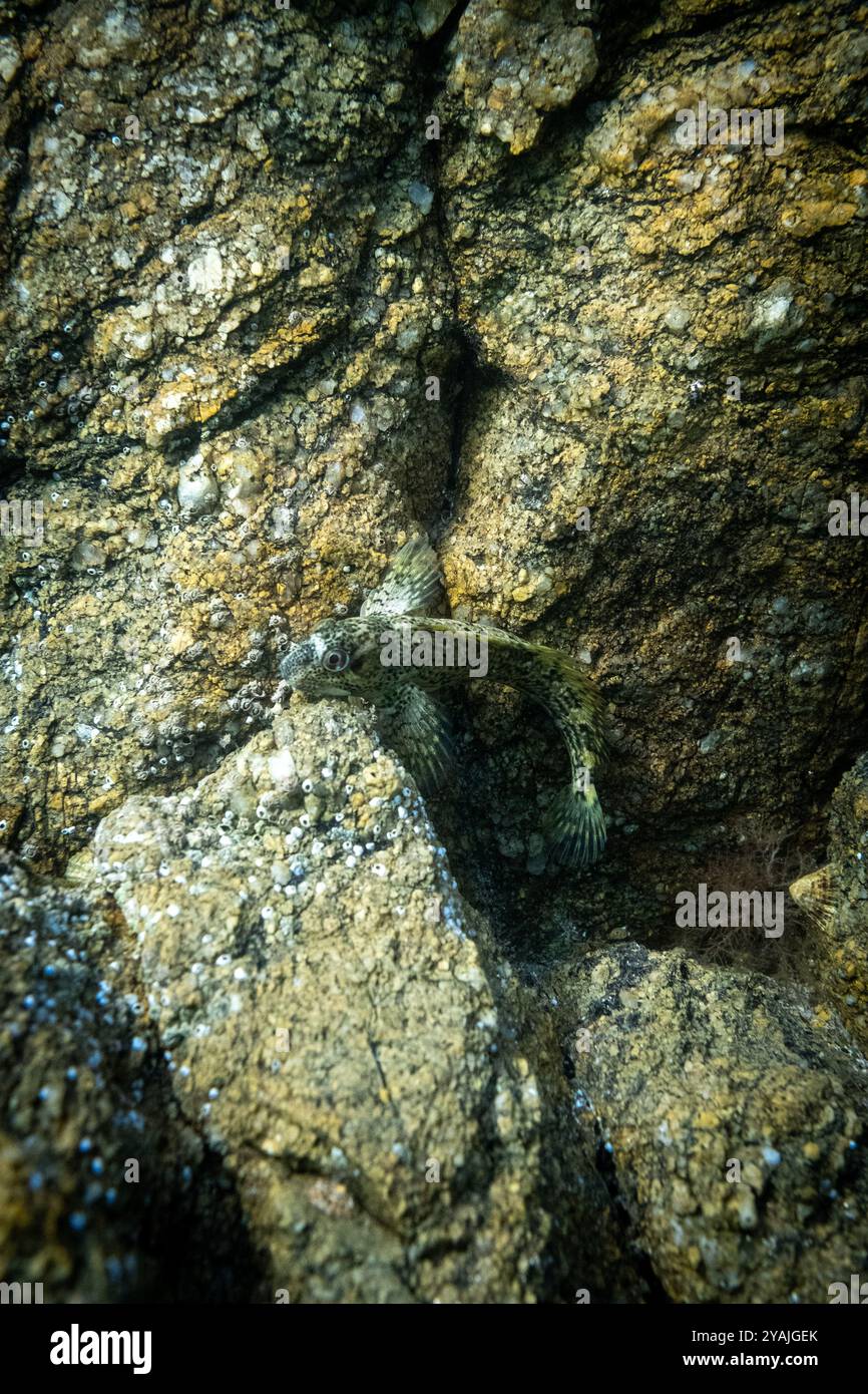 Shanny hi-res stock photography and images - Alamy