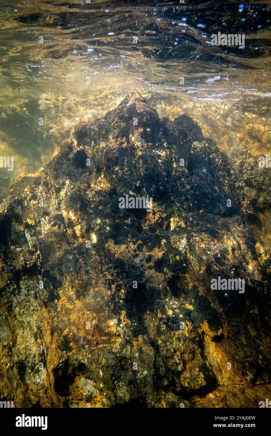 Underwater photography in the English Channel Sea in the north of the ...