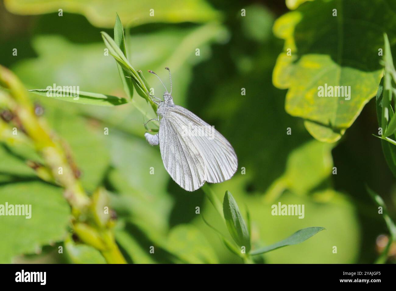 Wood White Butterfly female egg-laying - Leptidea sinapis Stock Photo ...