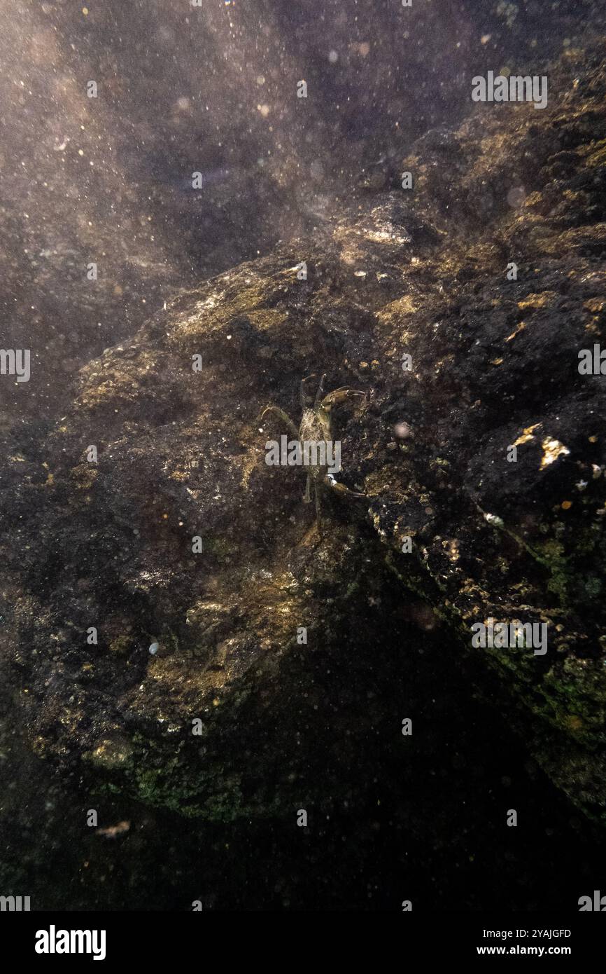 Underwater photography in the English Channel Sea in the north of the ...