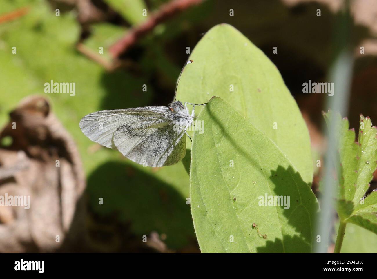 Butterfly leptidea sinapis hi-res stock photography and images - Alamy