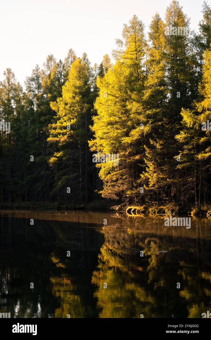 Morning light on trees surrounding Kitch-iti-kipi spring in Michigan's ...