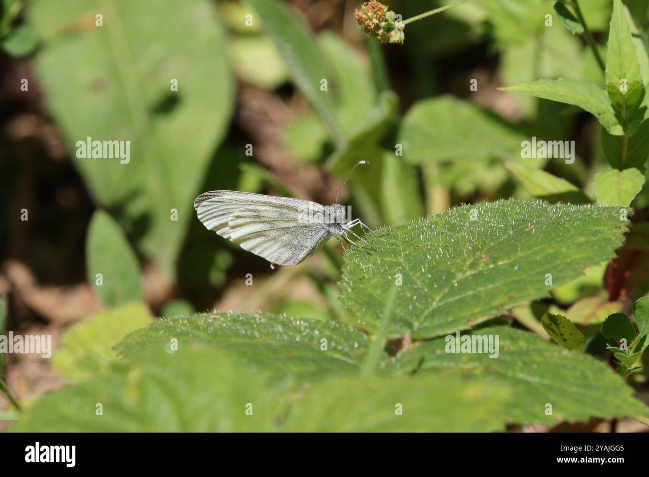 Wood White Butterfly - Leptidea sinapis Stock Photo - Alamy