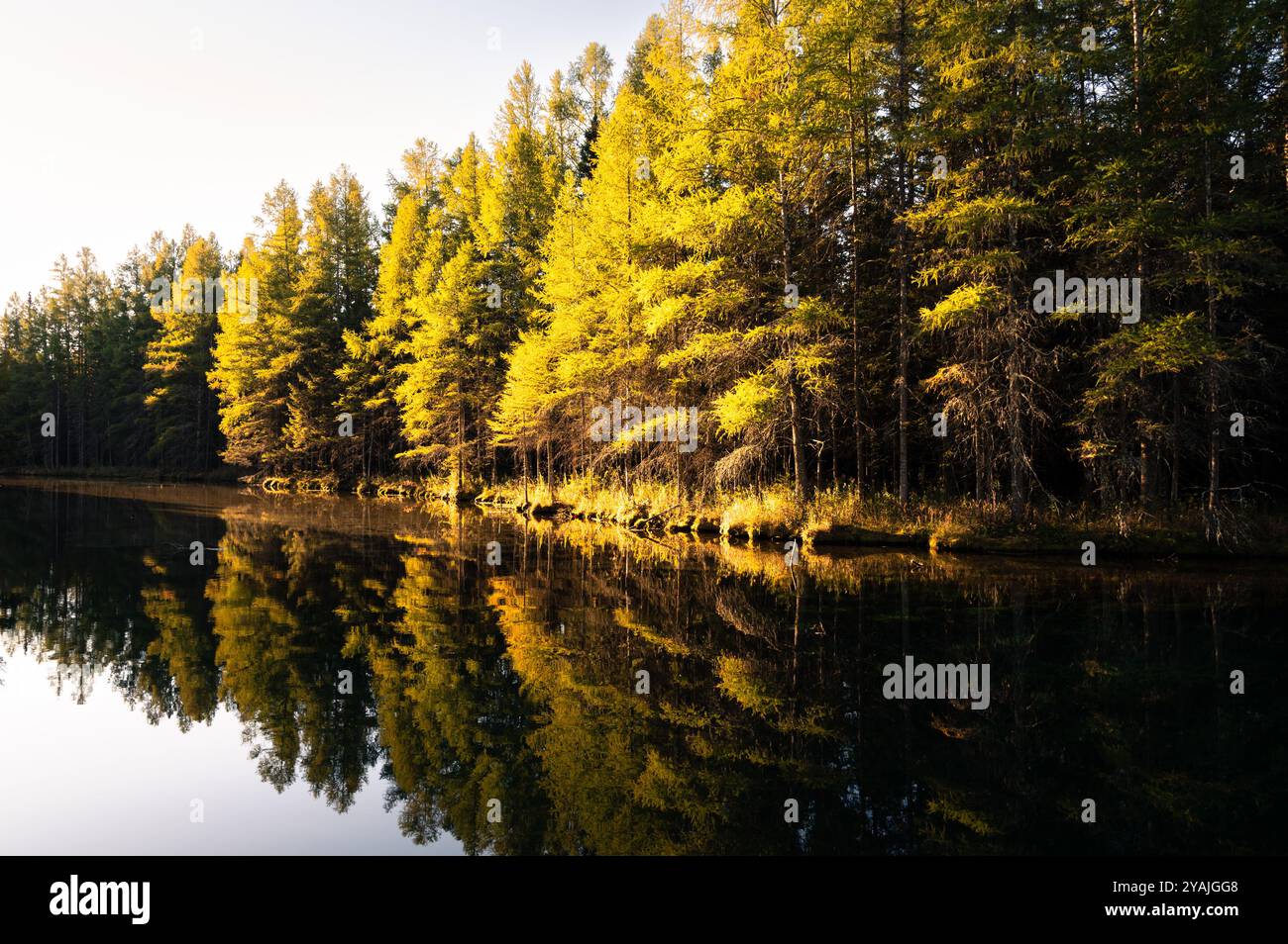Morning light on trees surrounding Kitch-iti-kipi spring in Michigan's ...