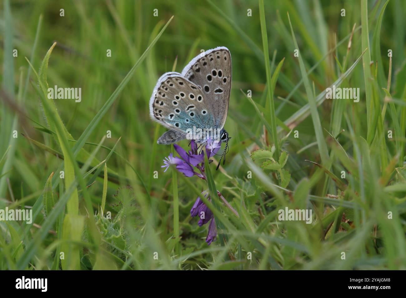 Large Blue Butterfly female nectaring on purple flower - Phengaris ...