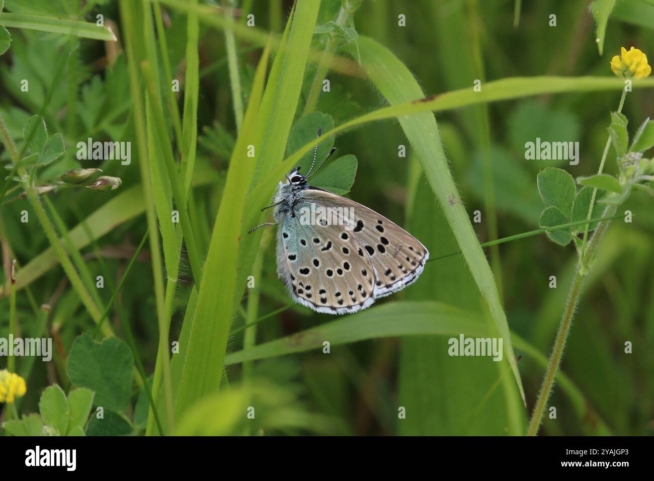 Green underside blue butterfly hi-res stock photography and images - Alamy