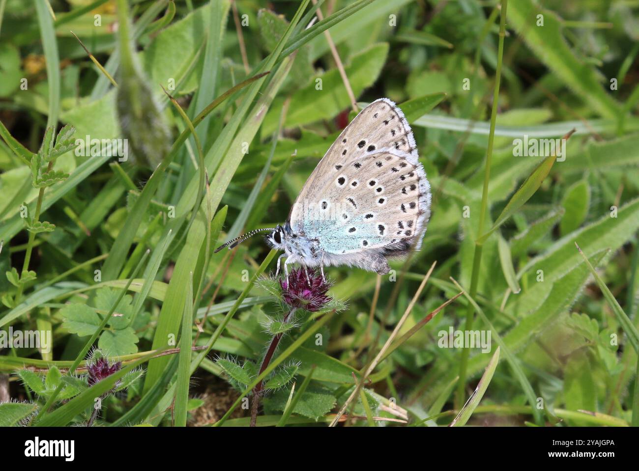 Large Blue Butterfly male resting on purple flower - Phengaris arion ...