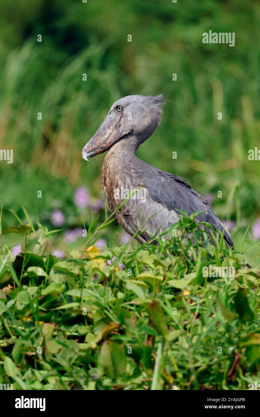 Shoebill, Balaeniceps rex, alternatively named the Whalebill, Whale ...