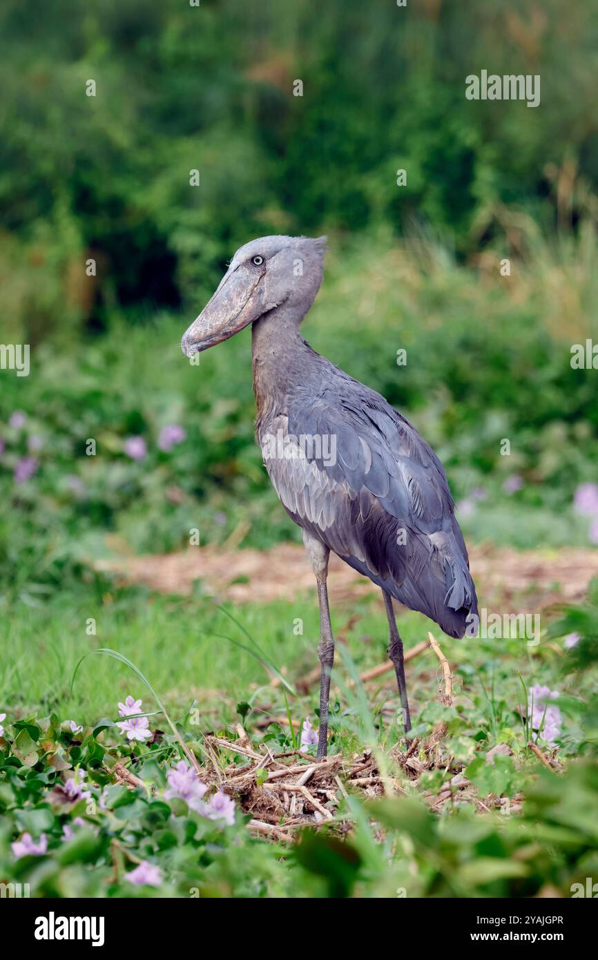 Whalebill whale headed stork shoe billed stork hi-res stock photography ...
