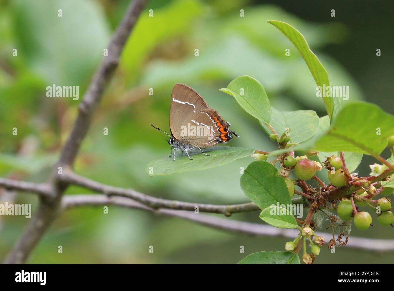 White letter hairstreak female hi-res stock photography and images - Alamy