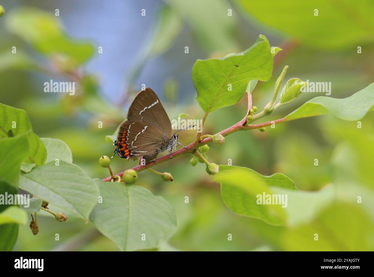 White-letter Hairstreak female - Satyrium w-album Stock Photo - Alamy