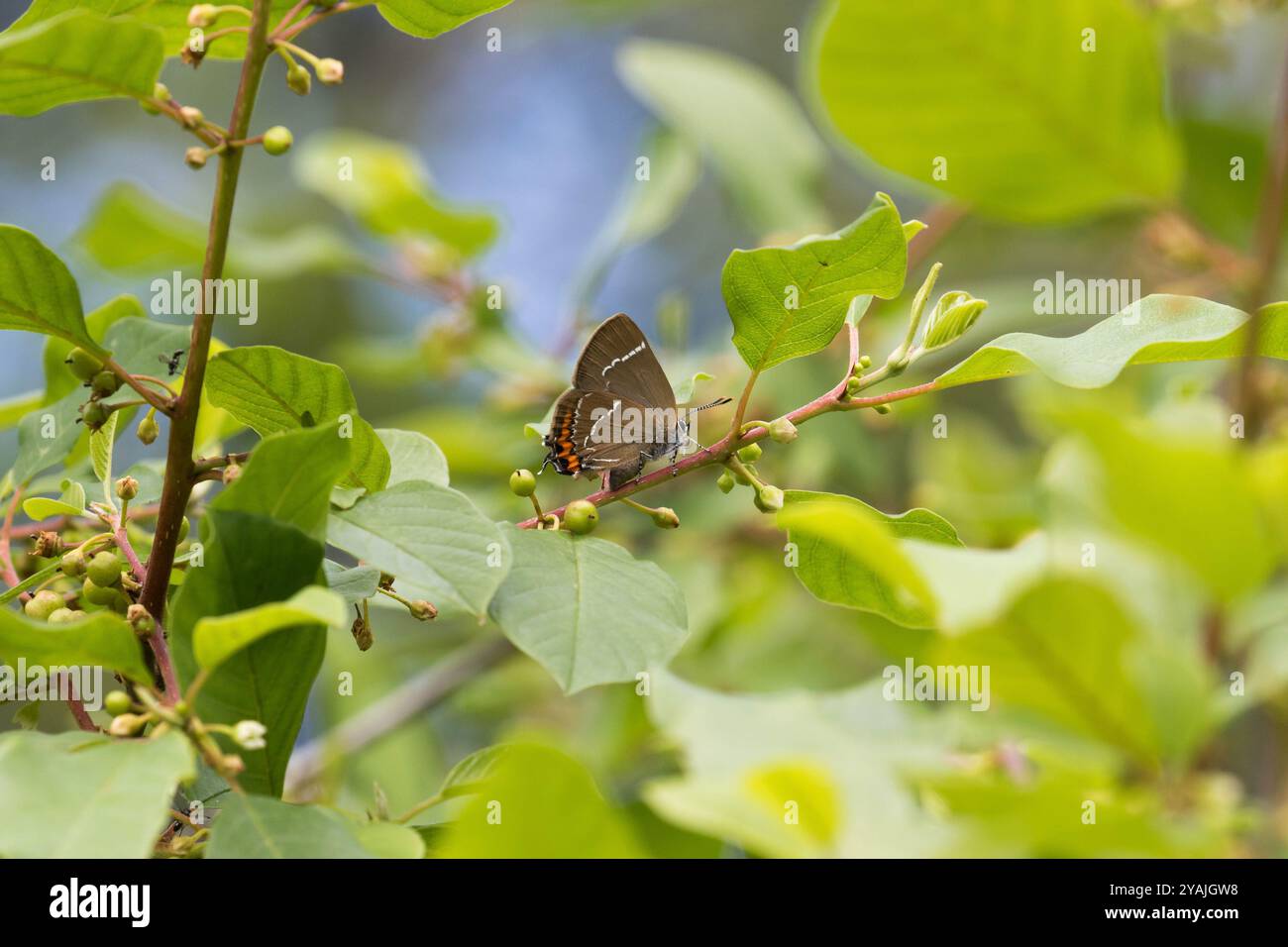 White-letter Hairstreak female - Satyrium w-album Stock Photo - Alamy
