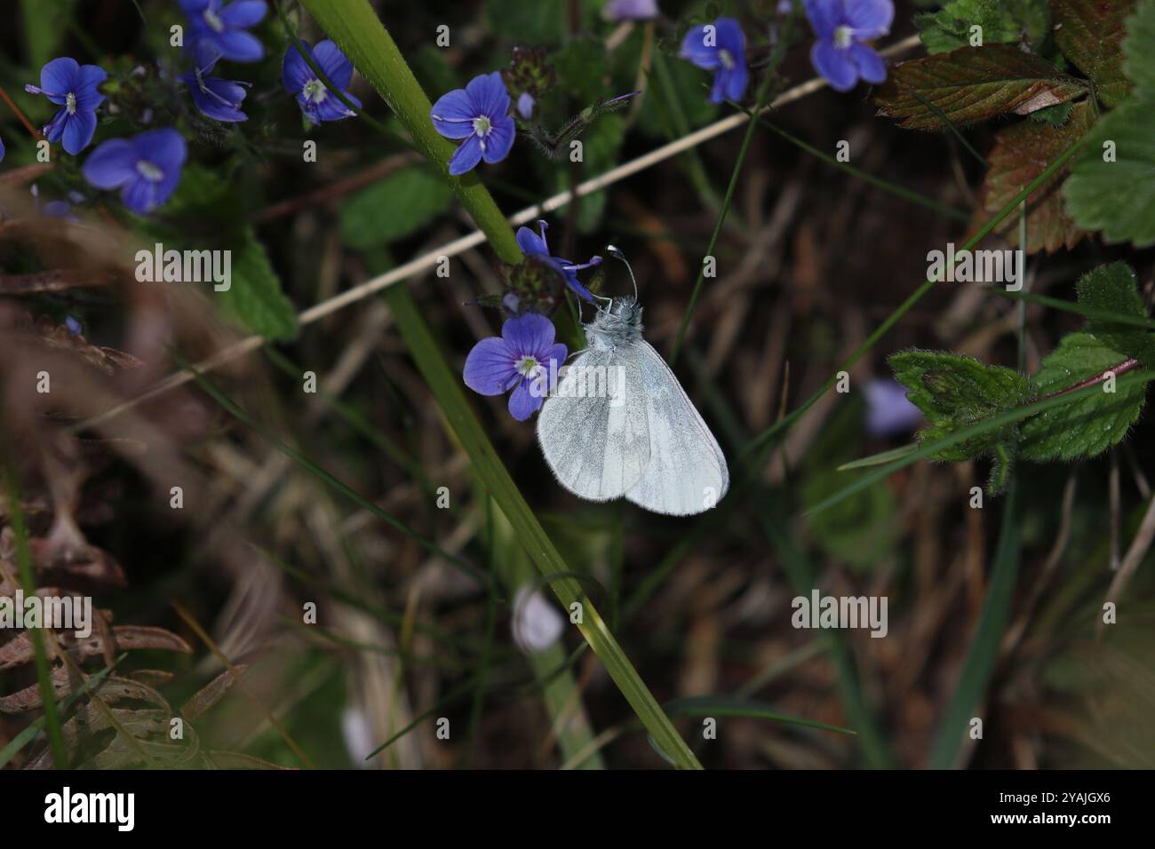 Wood White Butterfly - Leptidea sinapis Stock Photo - Alamy