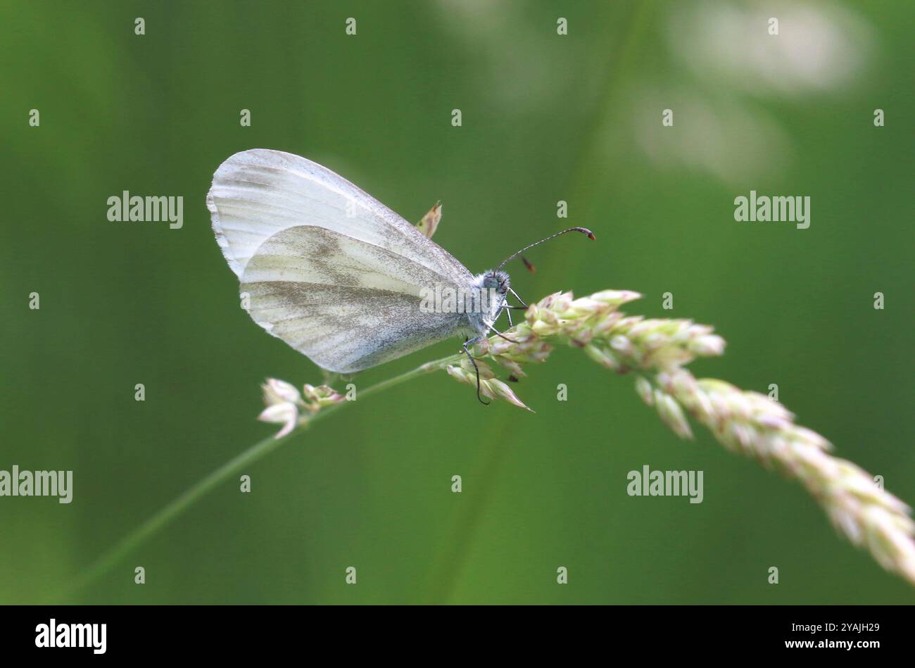 Wood white butterfly uk hi-res stock photography and images - Alamy