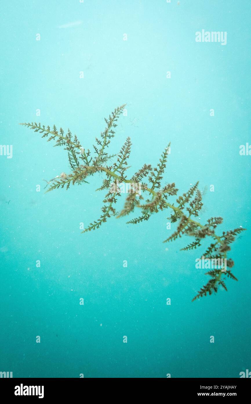 Underwater photography in the English Channel in the North Atlantic ...