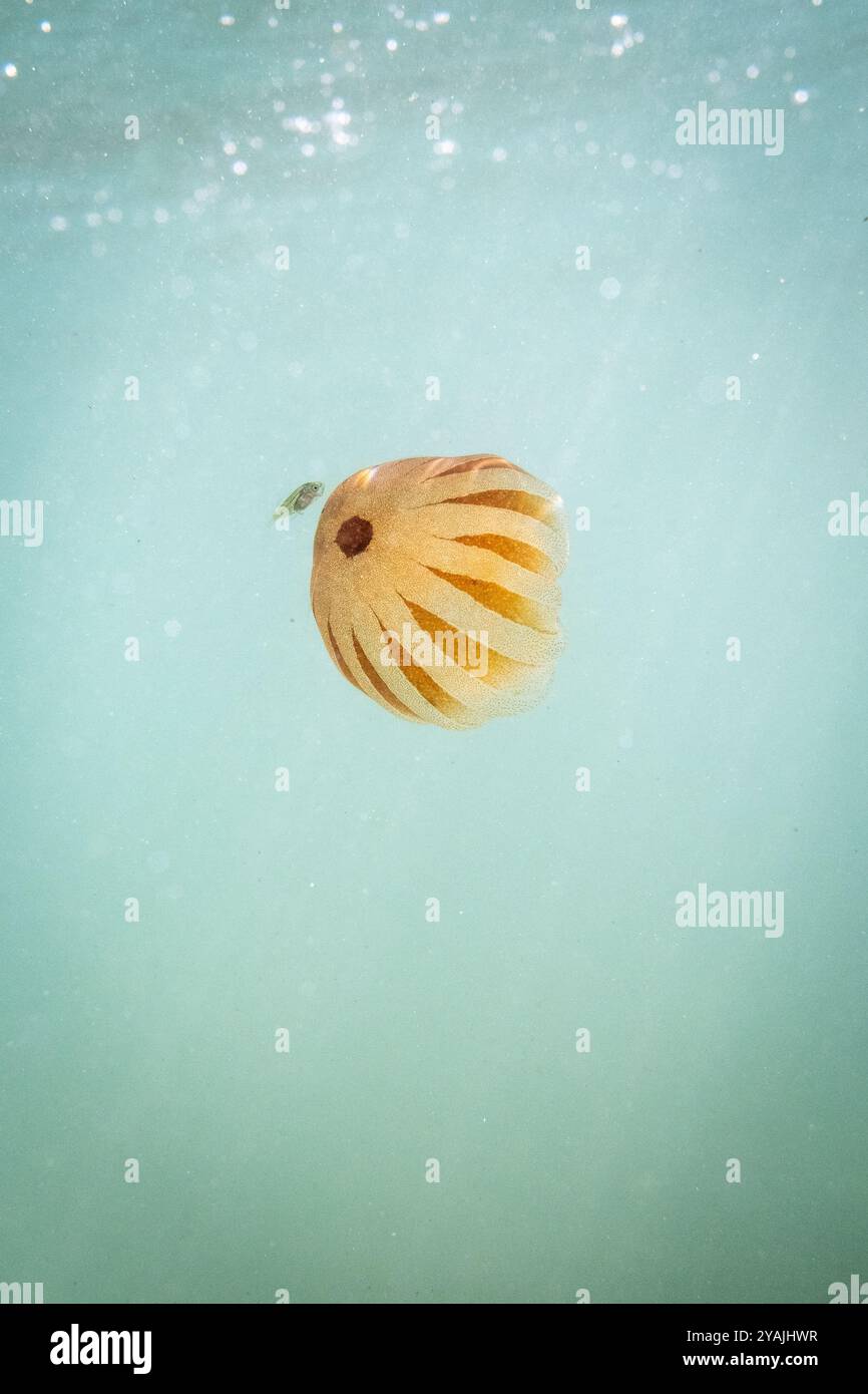 Underwater photography in the English Channel sea in the North Atlantic ...