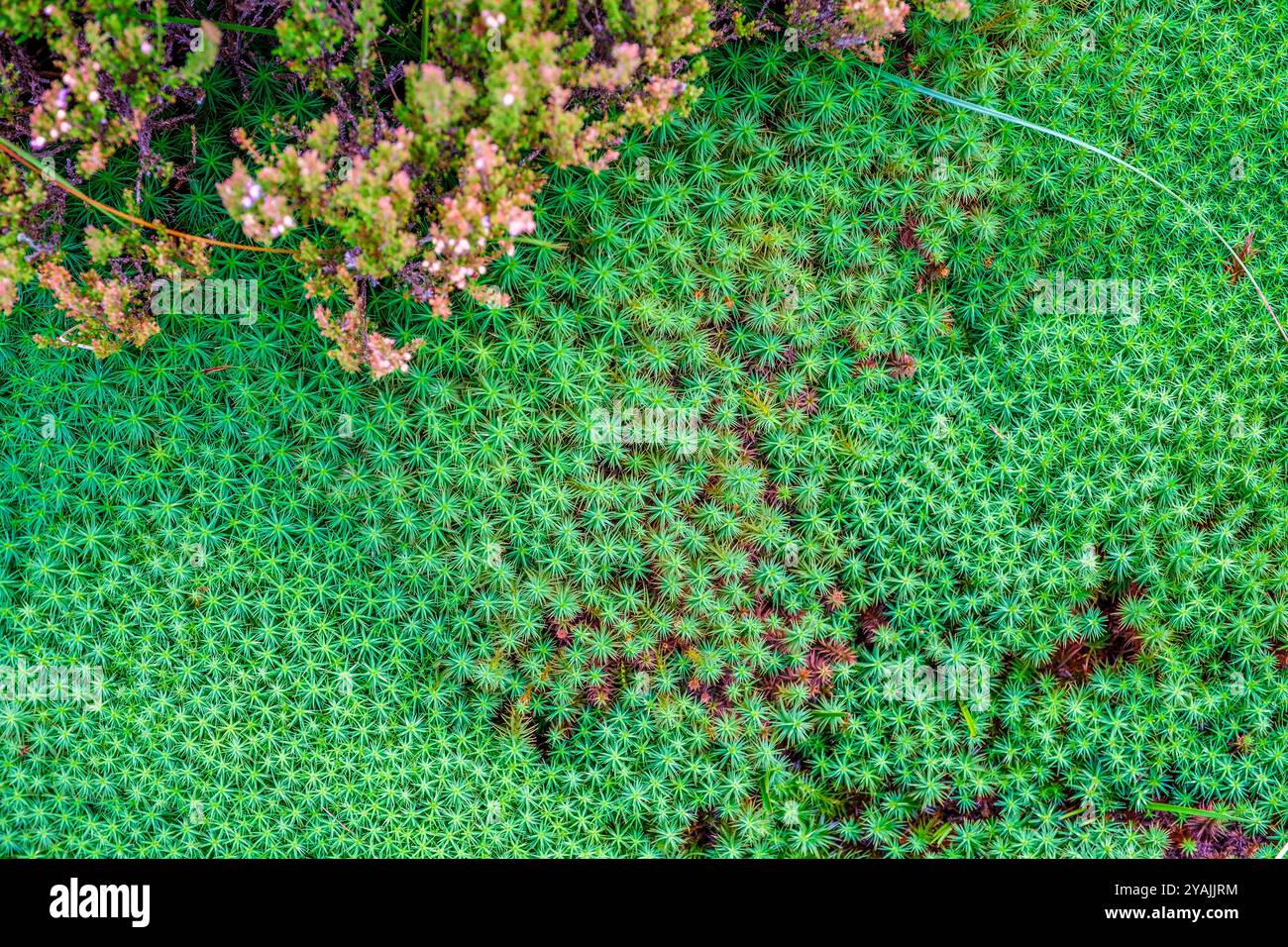 Sphagnum moss on the blanket bog of the Howden Moors of the Peak ...