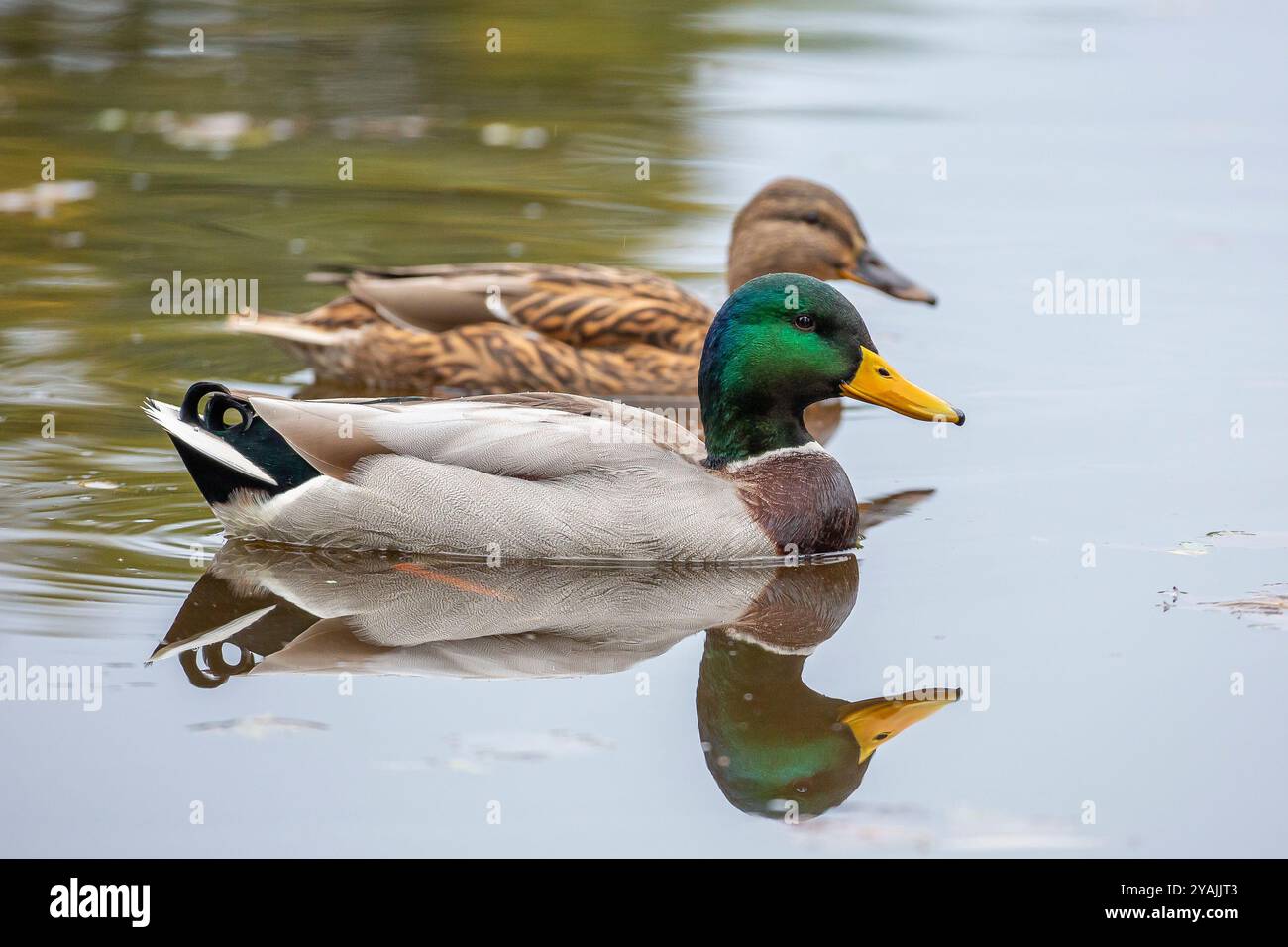 Clear water mallard male female hi-res stock photography and images - Alamy