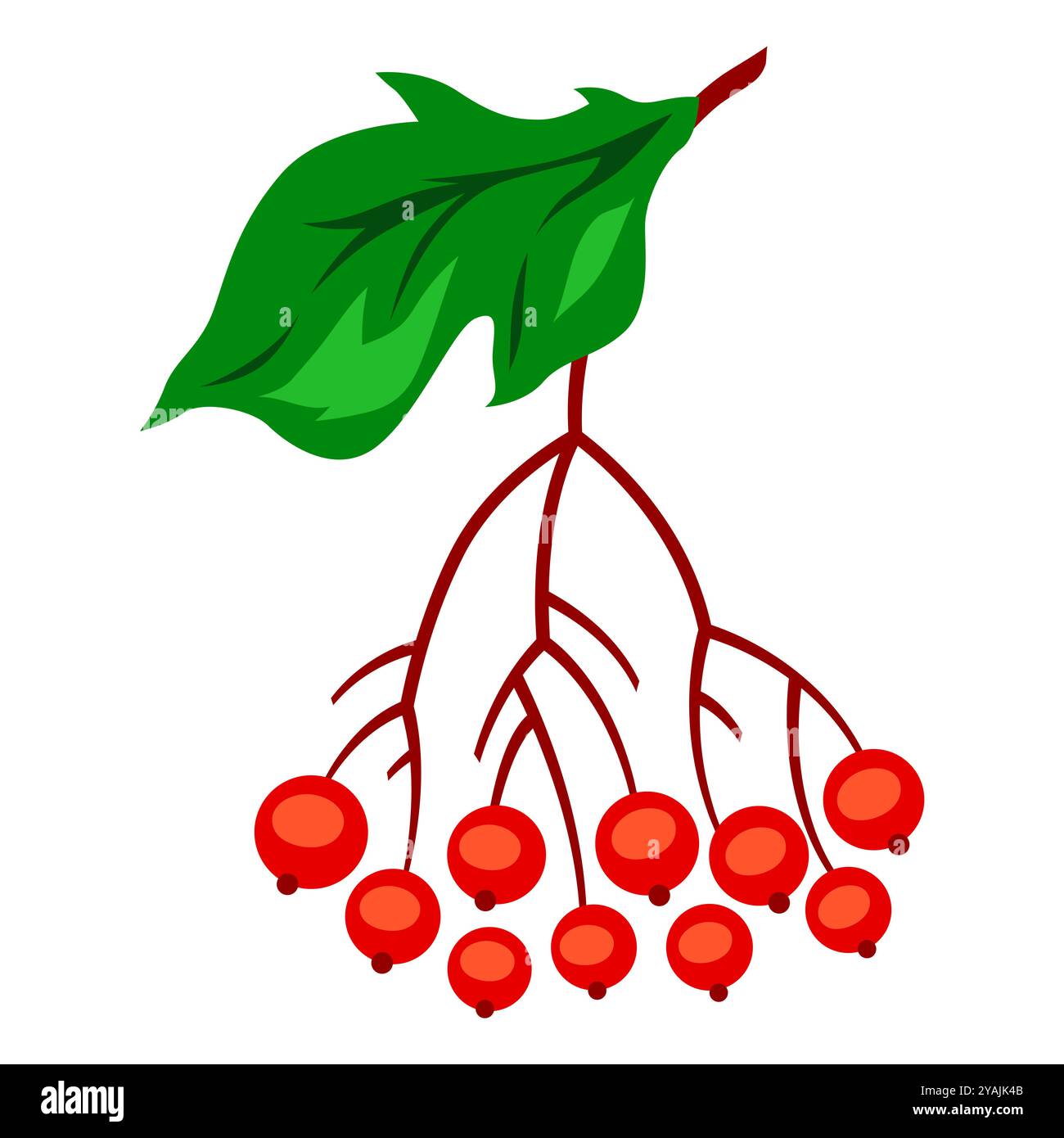 Illustration of branch with berries. Image of plant bunch Stock Vector ...