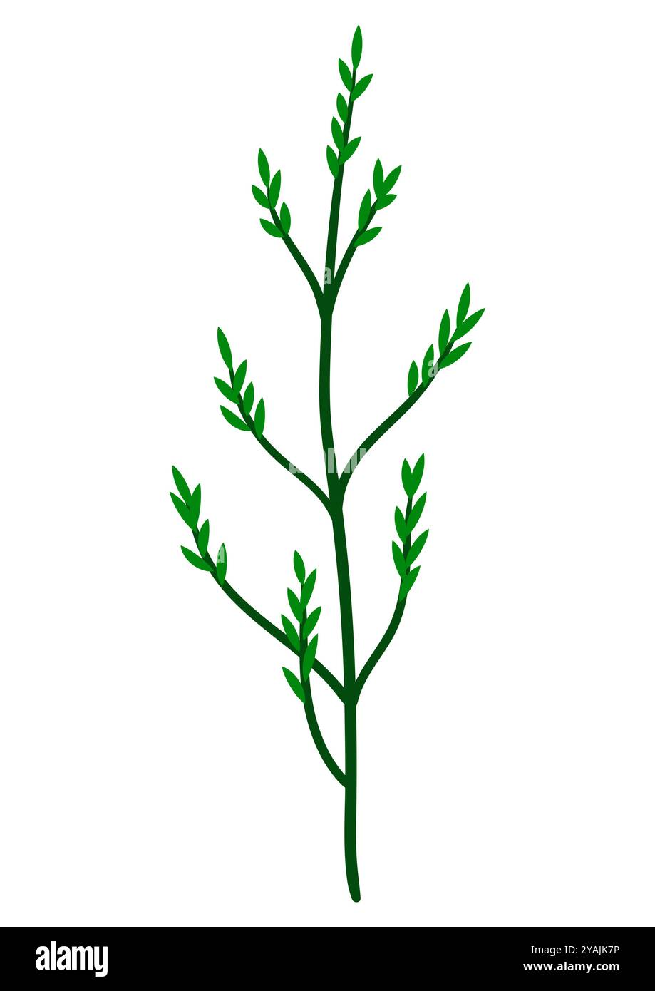 Illustration of stylized twig. Image of dry plant Stock Vector Image ...