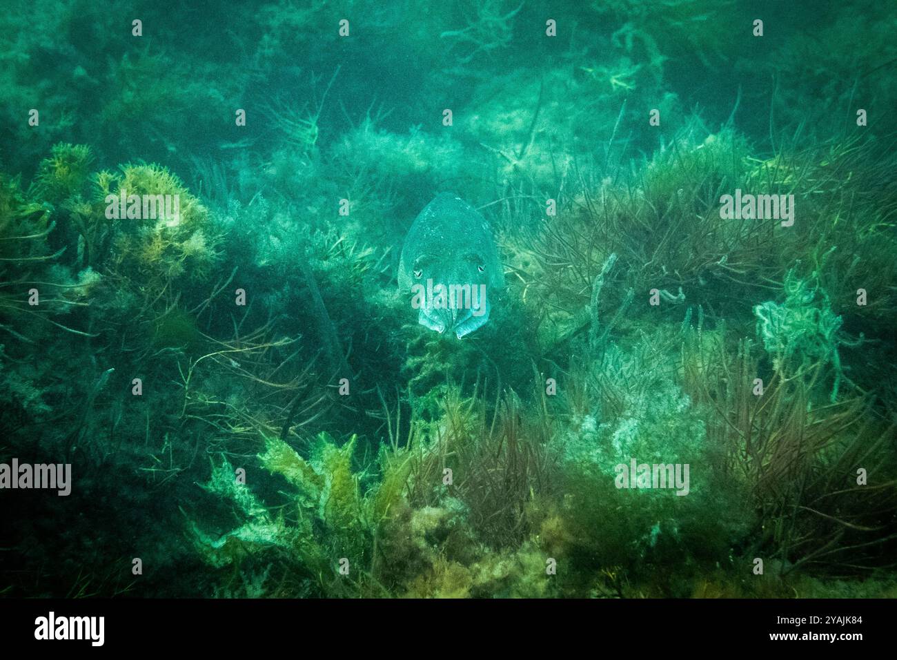 Mollusque marin hi-res stock photography and images - Alamy