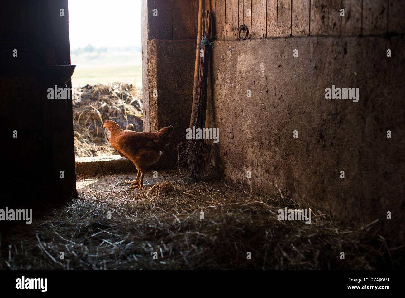Brown chicken looking out from the barn door Stock Photo - Alamy