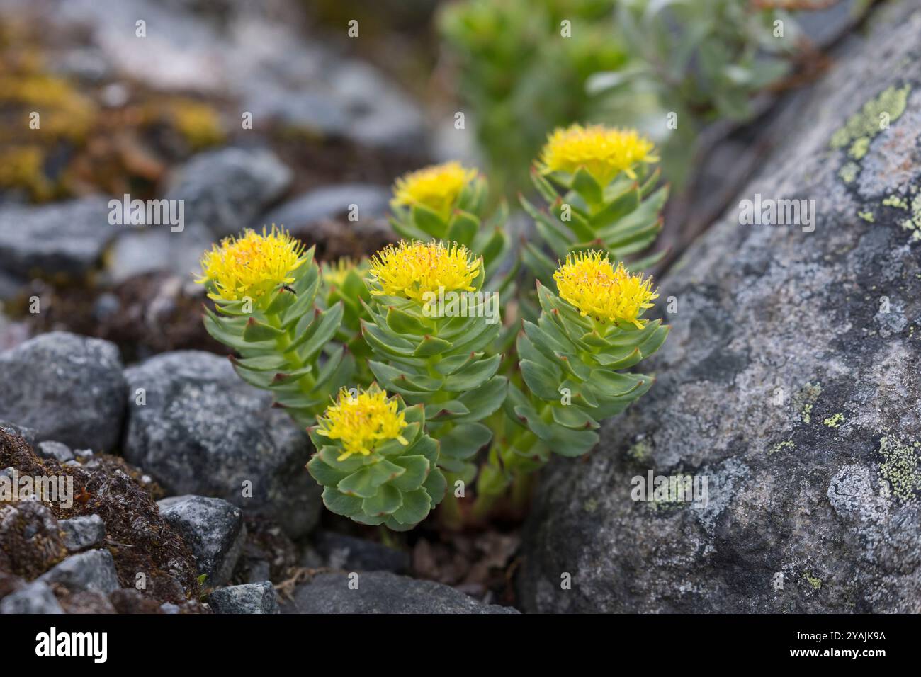 Rosenwurz, Gewöhnliche Rosenwurz, Rosen-Wurz, Rhodiola rosea, Sedum ...
