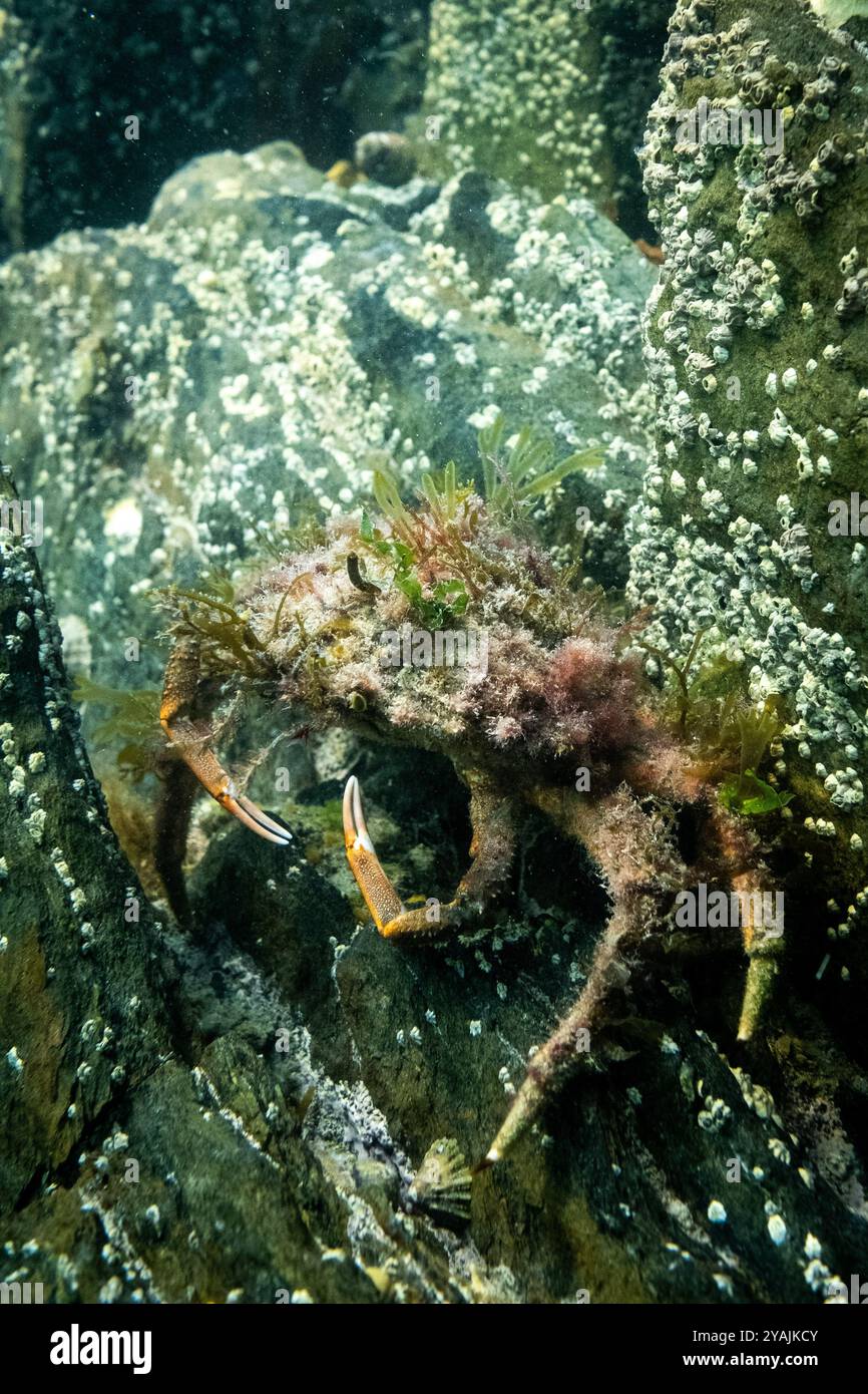 Underwater photography in the English Channel in the North Atlantic ...