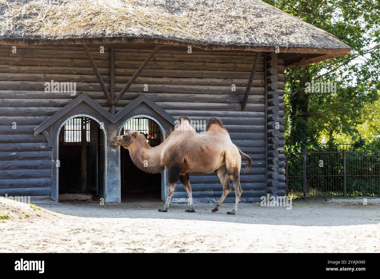 Camel stands hi-res stock photography and images - Alamy