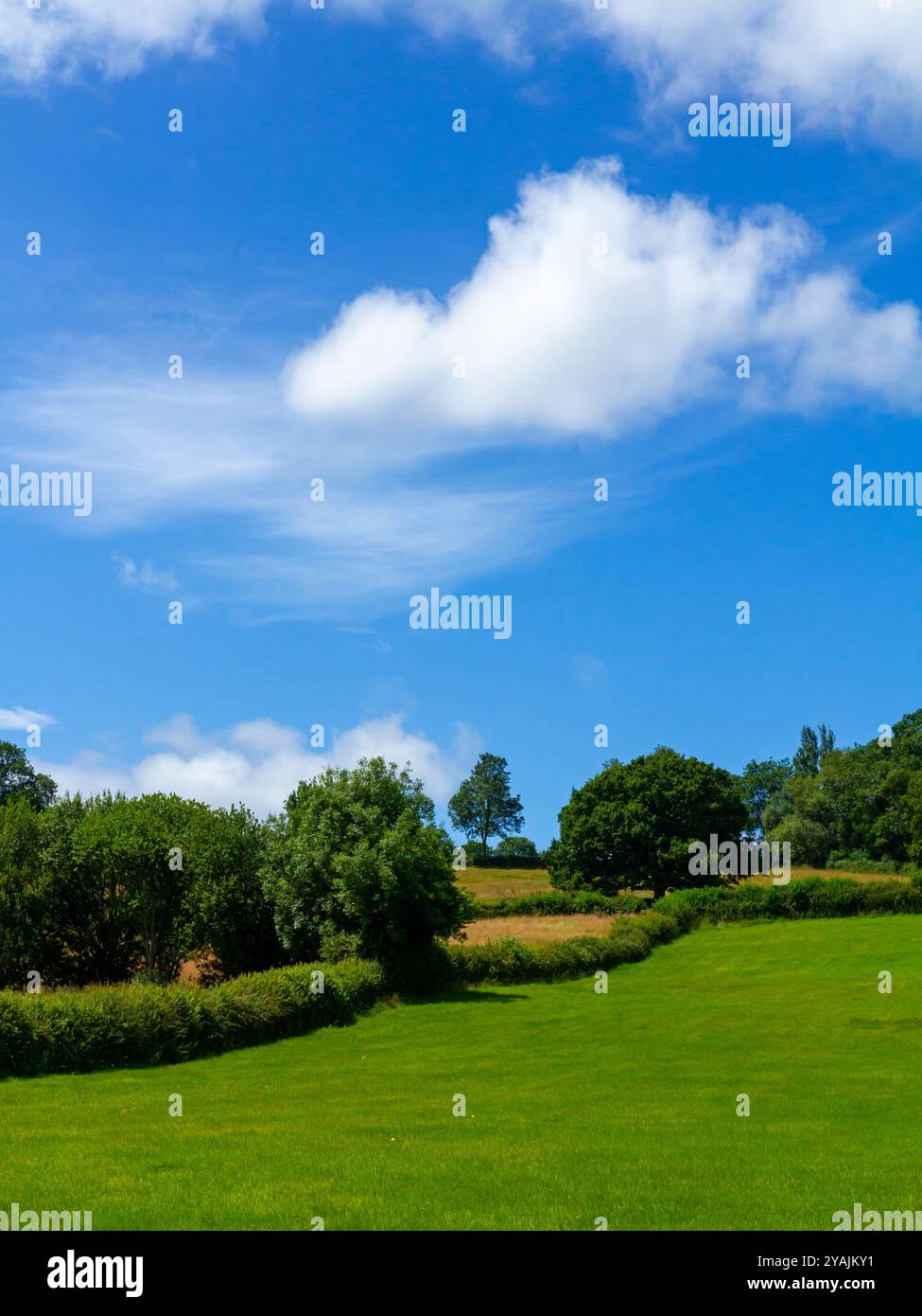 Group of trees in rolling countryside in summer with blue sky and white ...
