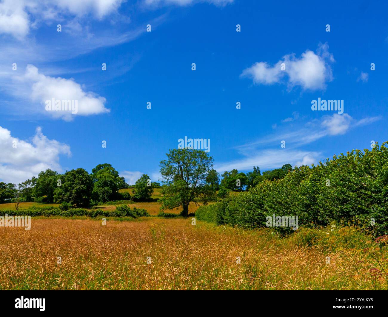Group of trees in rolling countryside in summer with blue sky and white ...
