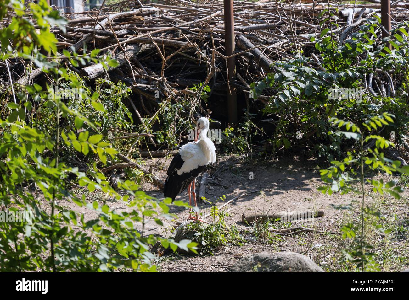 Beautiful stork bird in hi-res stock photography and images - Alamy