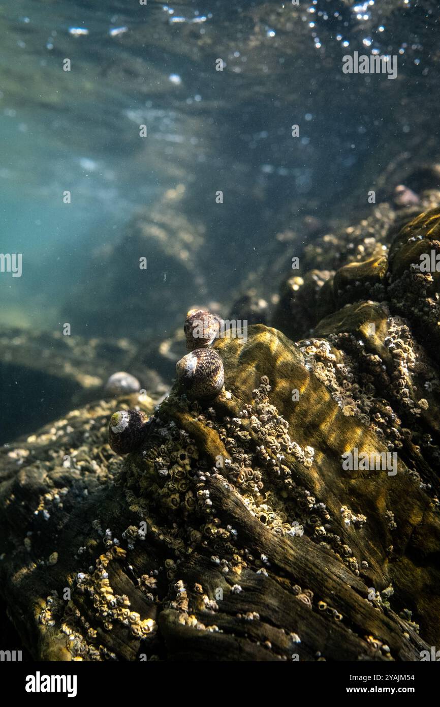 Underwater photography in the English Channel in the North Atlantic ...