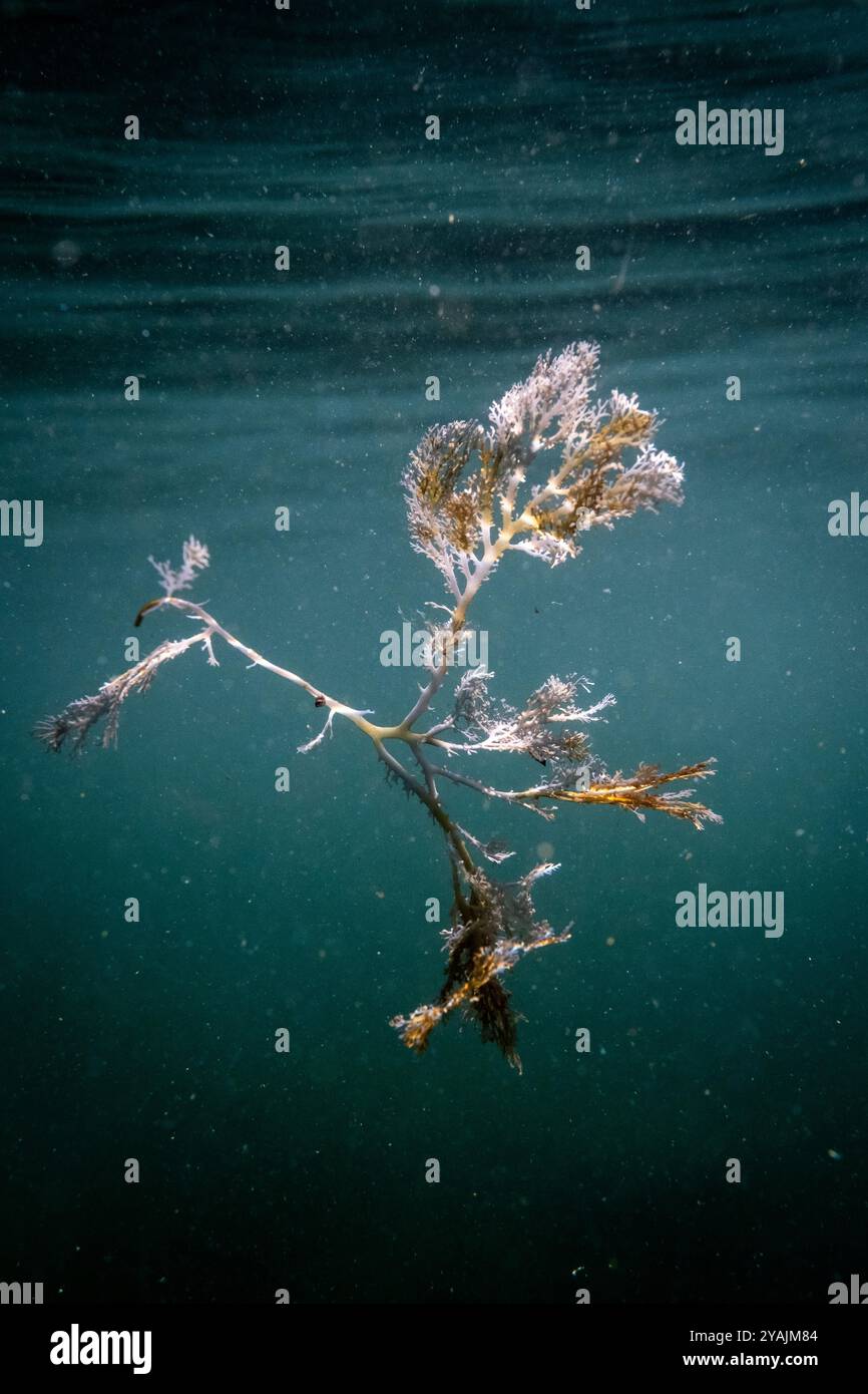 Underwater photography in the English Channel sea in the North Atlantic ...
