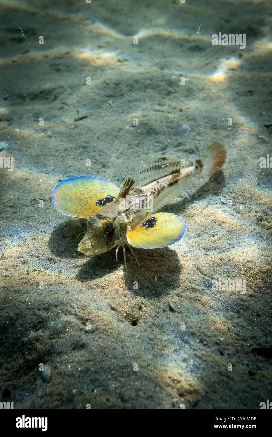 Une espece de poisson teleosteen de la famille des triglidae hi-res ...
